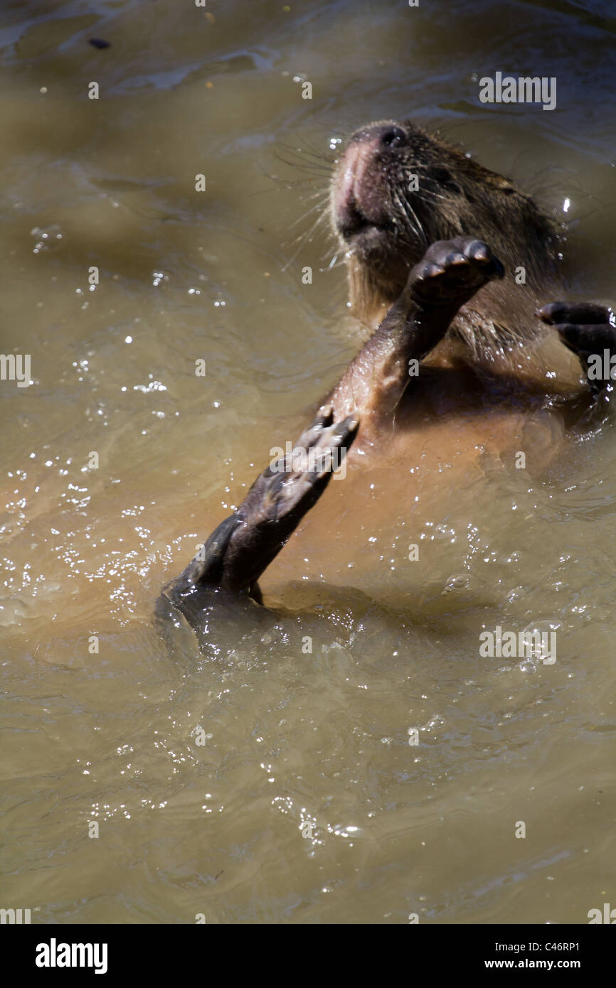 Capybara meat hi-res stock photography and images - Alamy