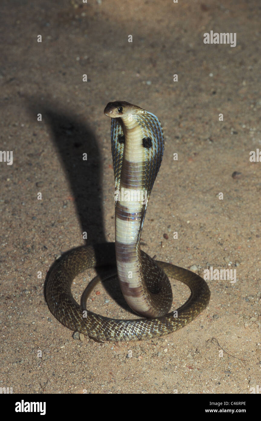 Venomous snake indian cobra hi-res stock photography and images - Alamy