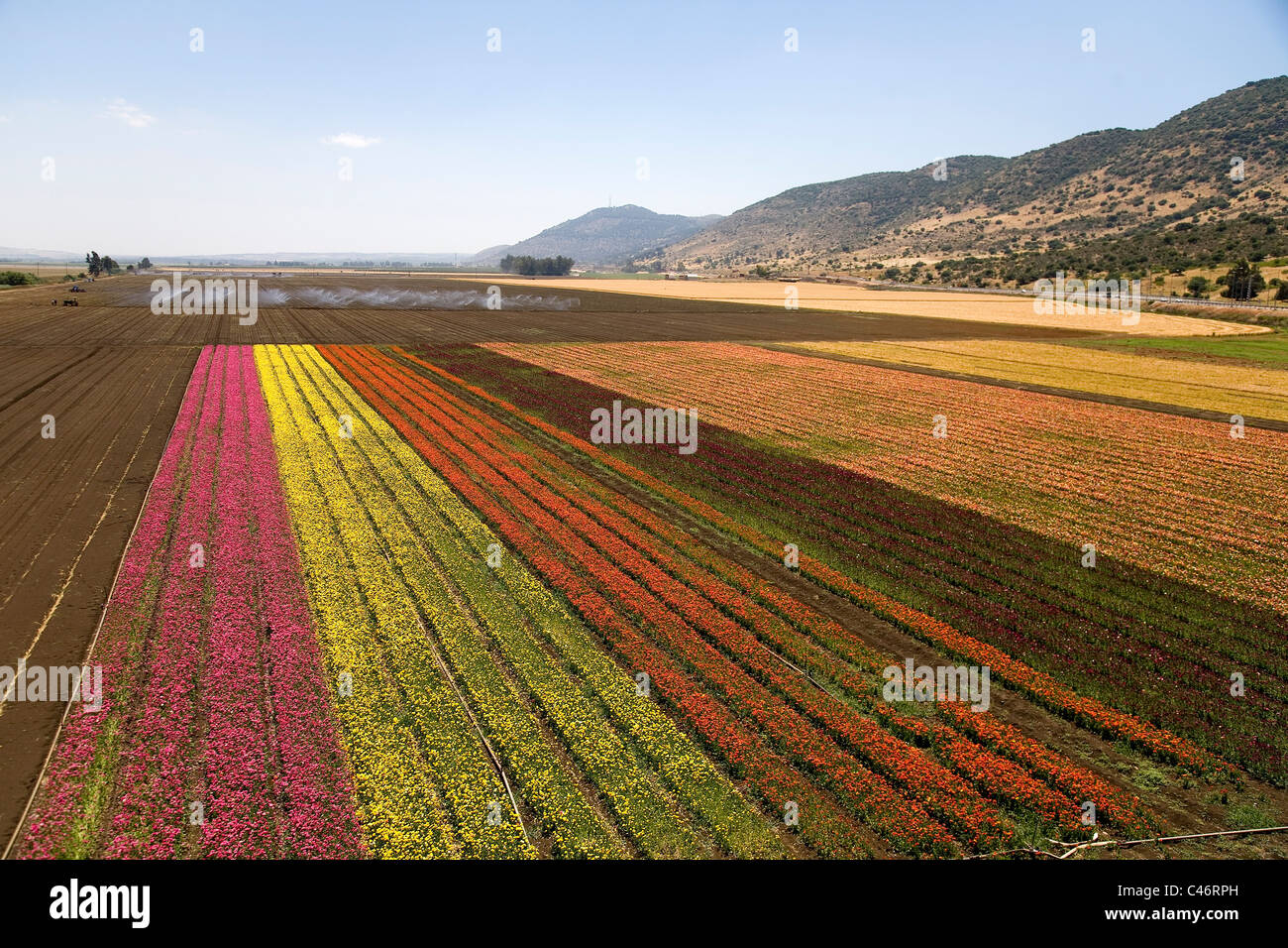 Linear flowers hi-res stock photography and images - Alamy