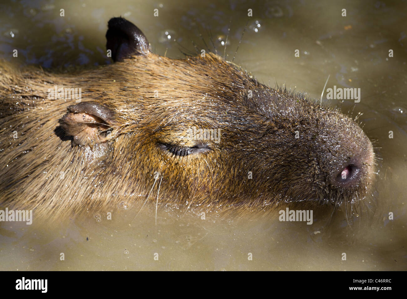 Capybara meat hi-res stock photography and images - Alamy