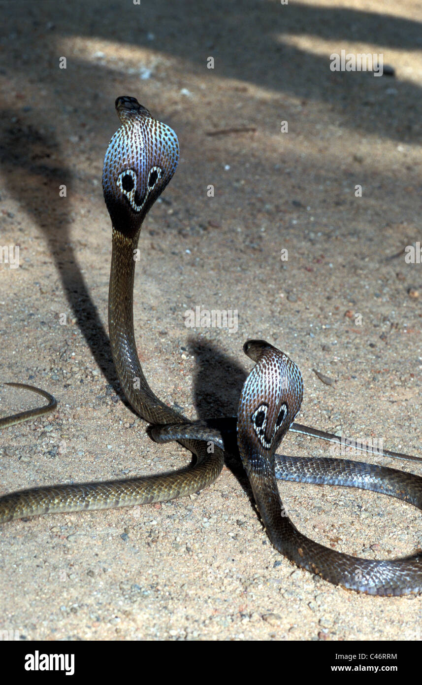 Indian spectacle cobra hi-res stock photography and images - Alamy