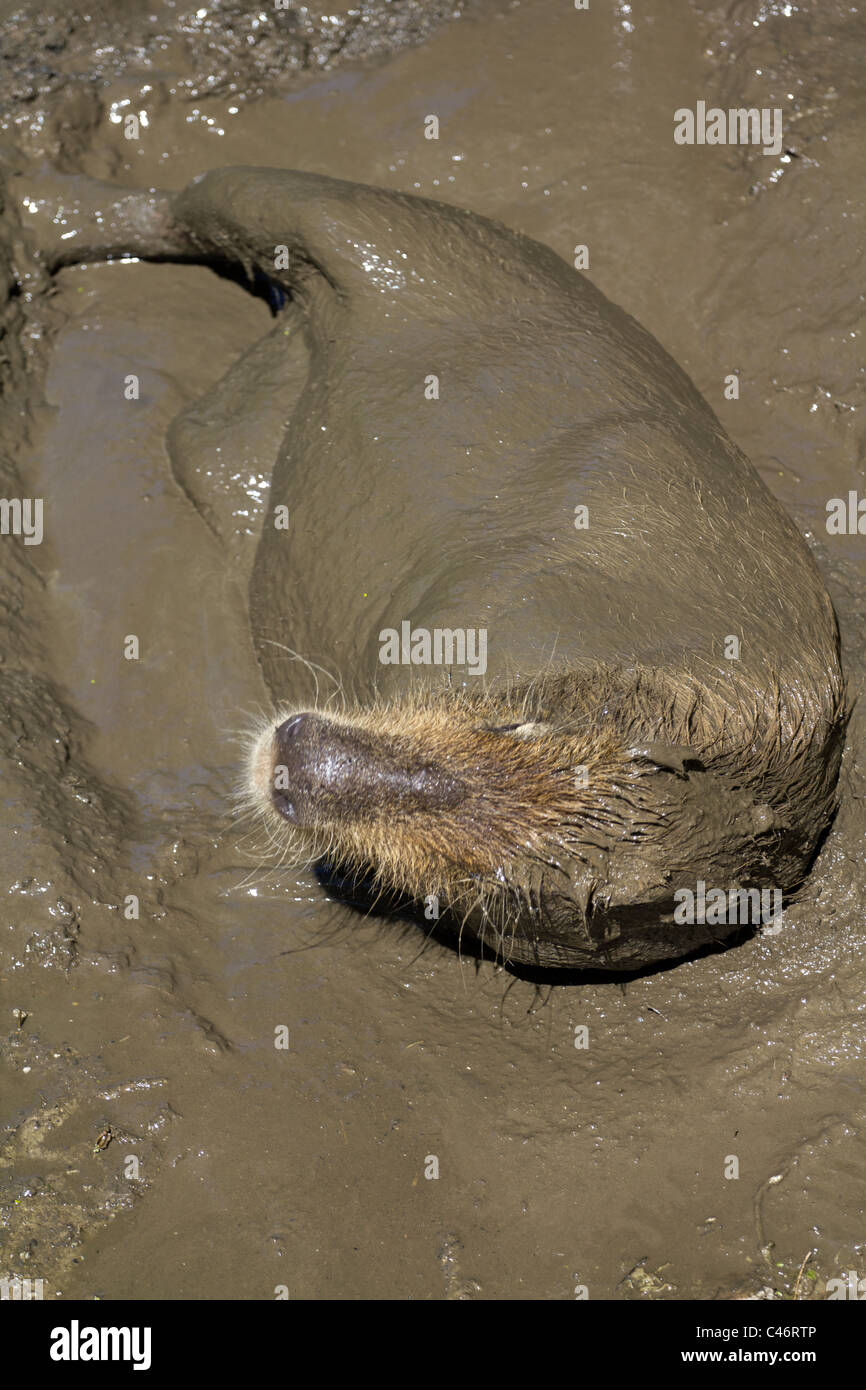 Capybara meat hi-res stock photography and images - Alamy