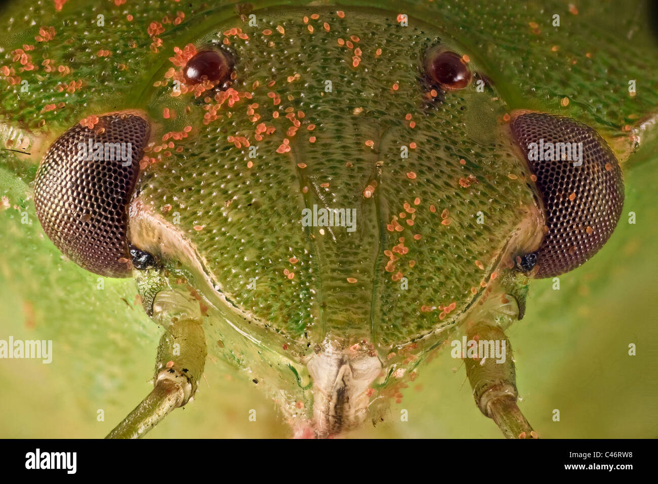 Nezara viridula green stink bug hi-res stock photography and images - Alamy