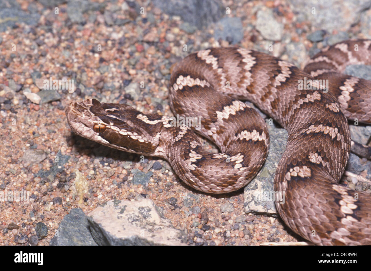Siberian Pit-viper, Agkistrodon (Gloydius) halys, Mongolia, Gobi desert ...