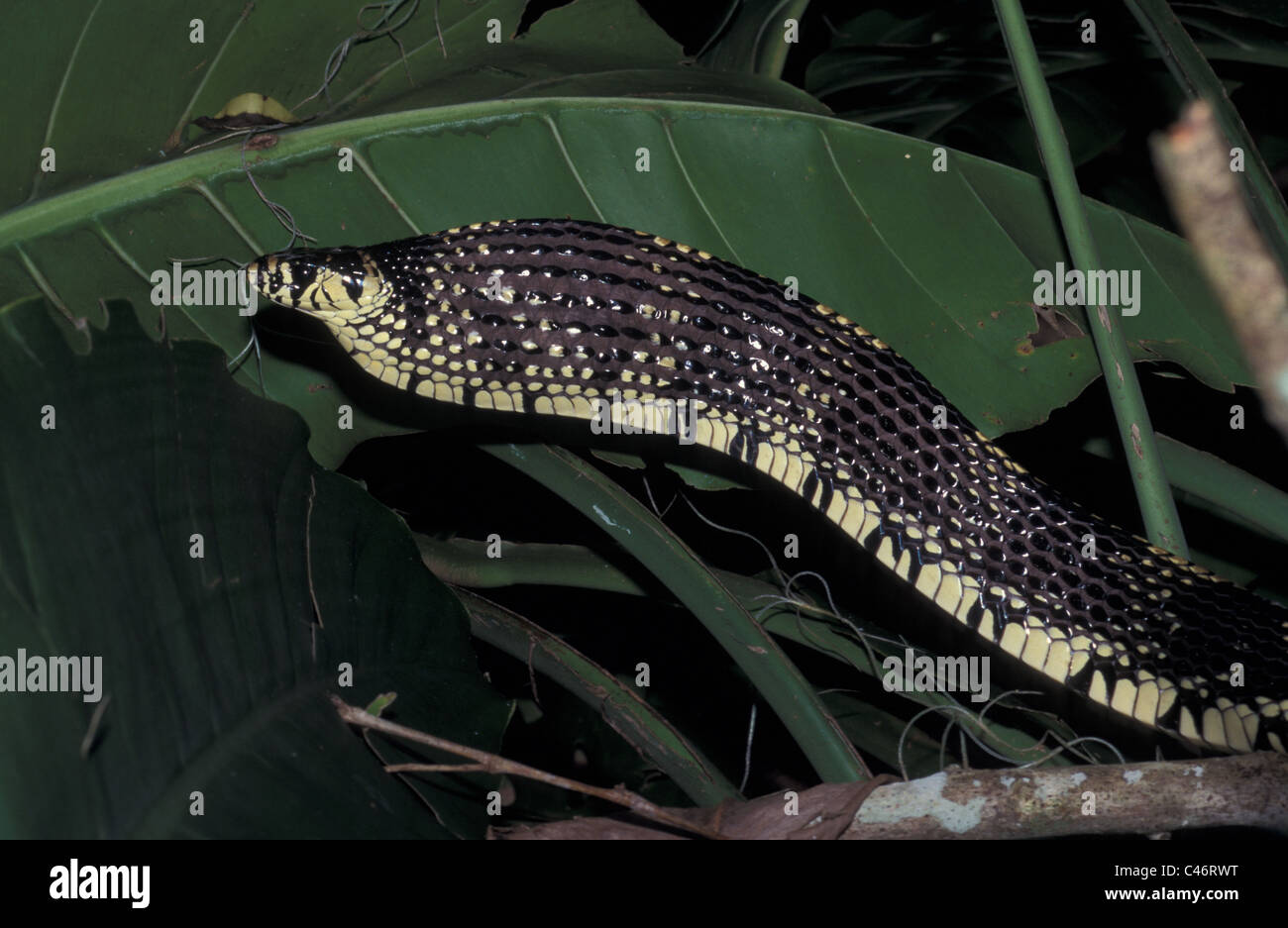 Tiger Rat snake Spilotes pullatus in defensive position, Guatemala ...