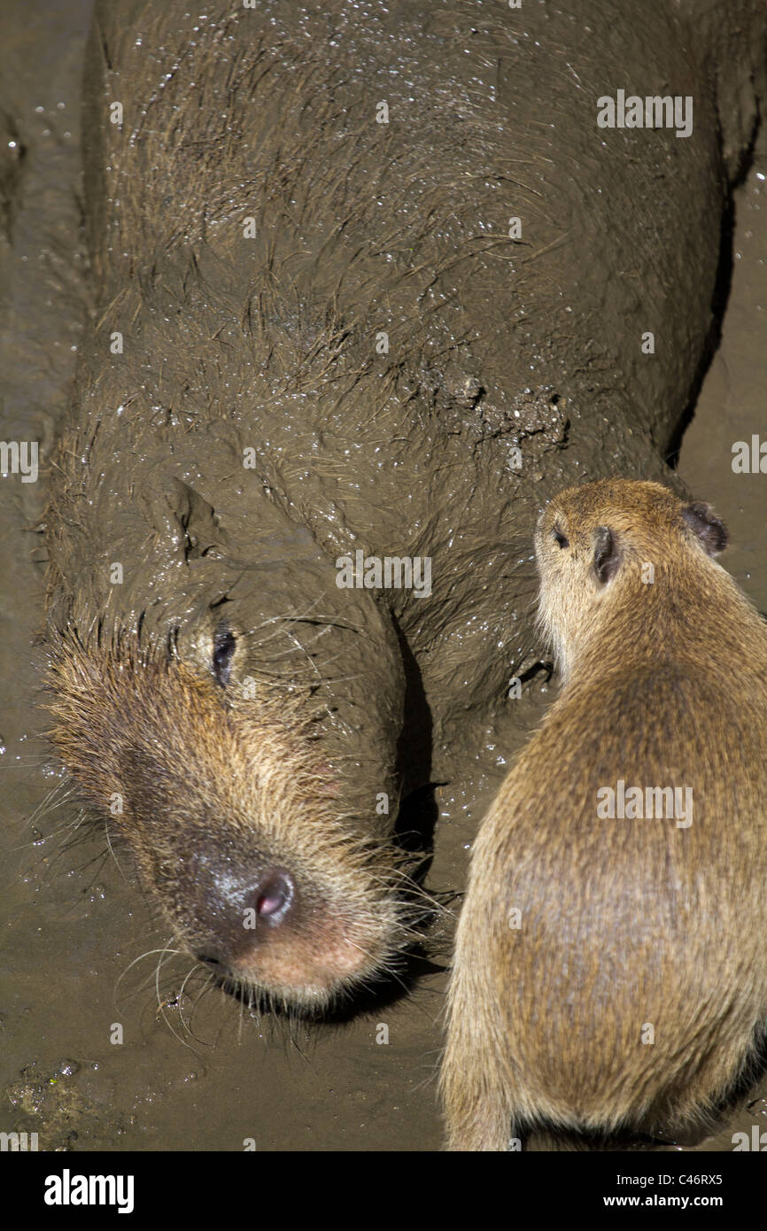 Capybara meat hi-res stock photography and images - Alamy