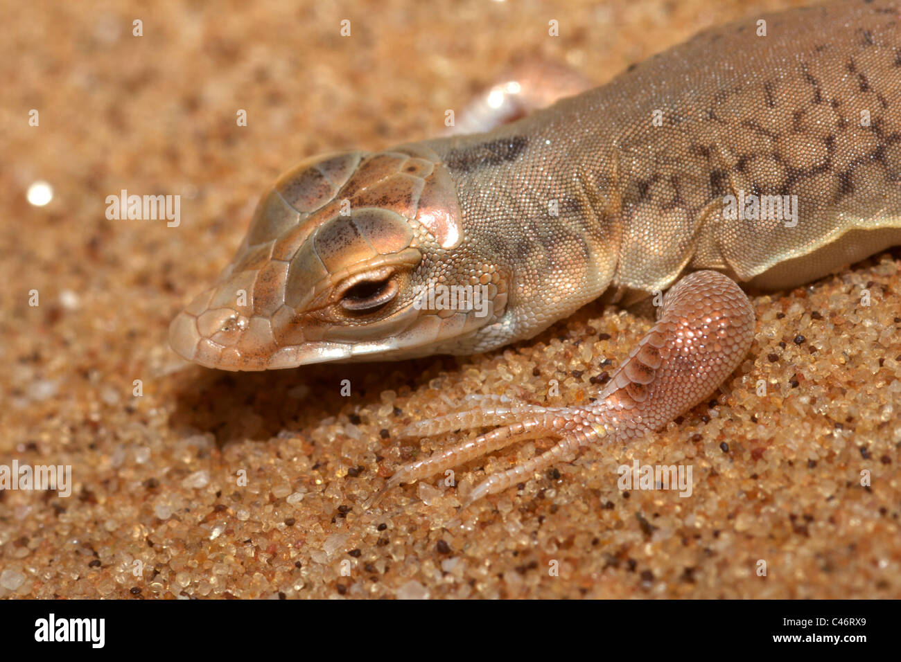 Shovel-snouted lizard (Meroles anchietae), Namib desert, Namibia Stock ...