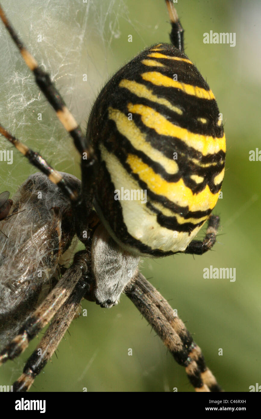 Wasp spider Argiope bruennichi, Czechia Stock Photo - Alamy
