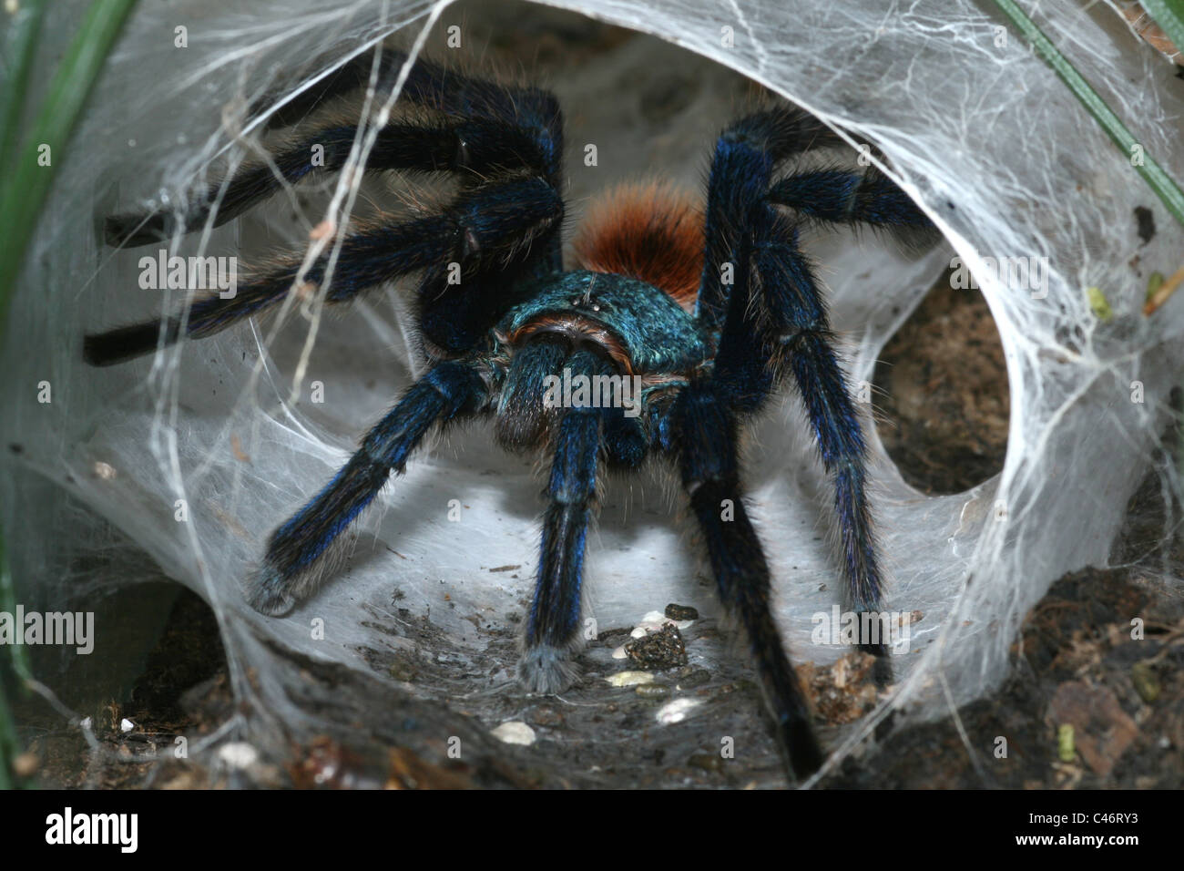 Green Bottle Blue Tarantula Web