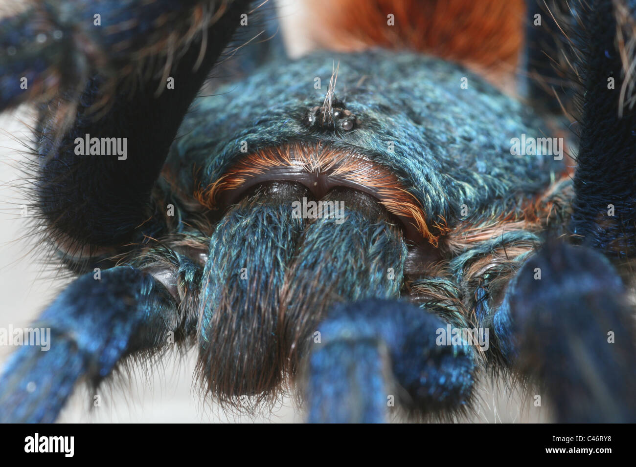 Greenbottle blue Tarantula (Chromatopelma cyaneopubescens) from ...