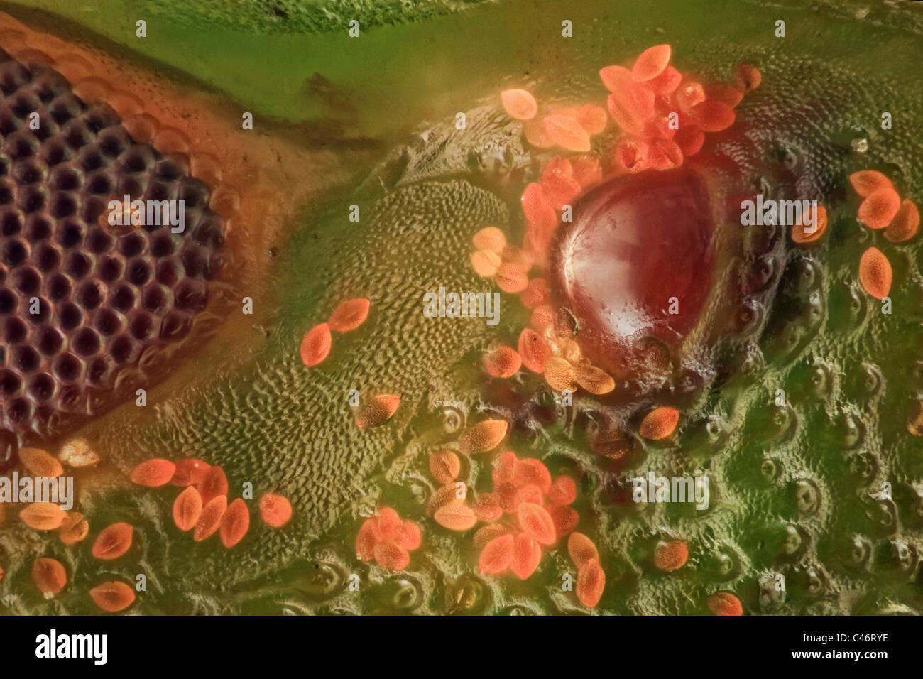 A close up of a Nezara viridula, showing a ocelli and the ommatidium of ...