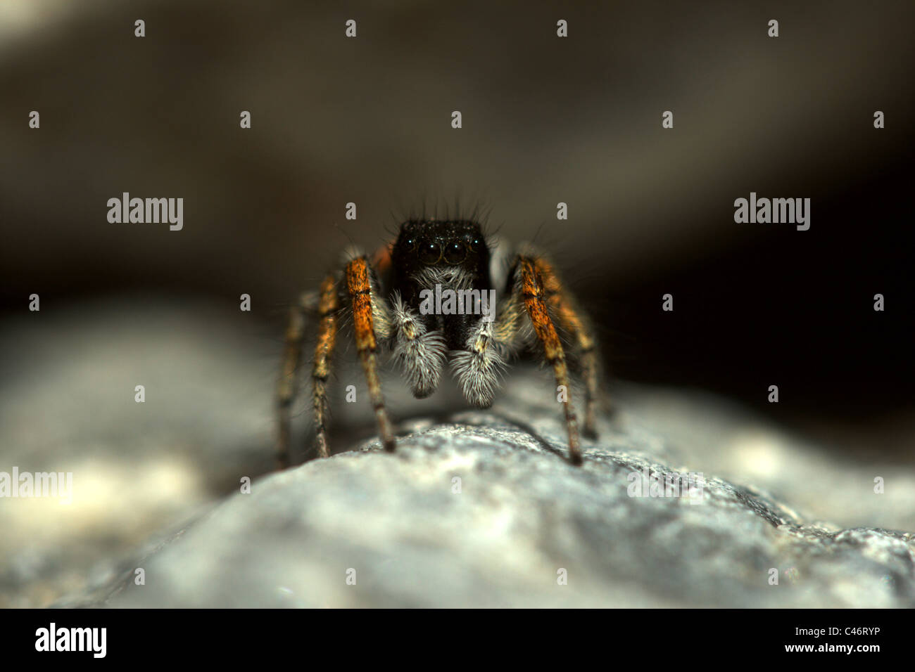 Jumping spider, Philaeus chrysops, Tajikistan Stock Photo - Alamy