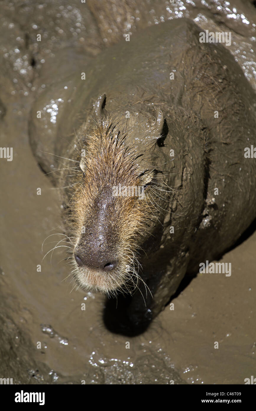 Capybara meat hi-res stock photography and images - Alamy