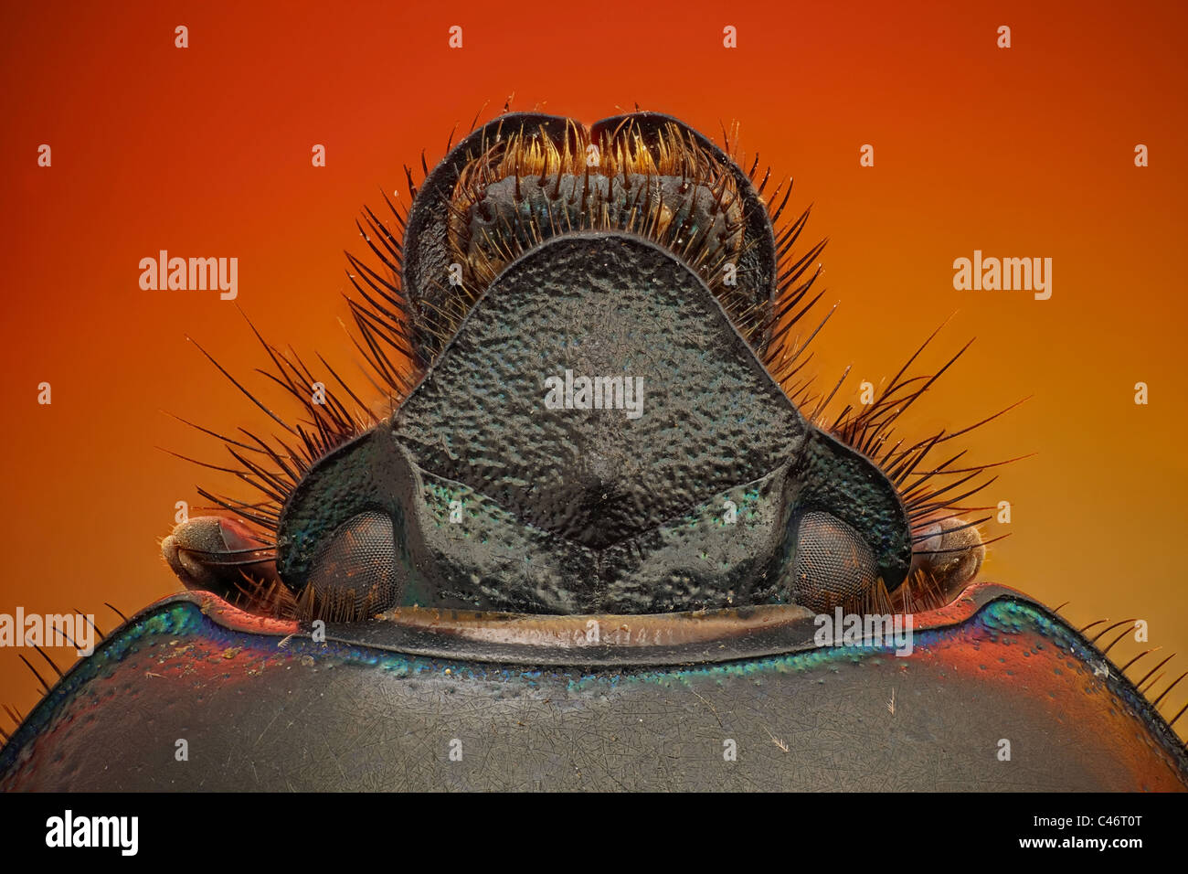 A beautiful beettle from top view; its armor its full of cracks, sign ...