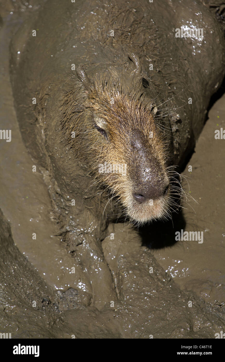 Capybara meat hi-res stock photography and images - Alamy