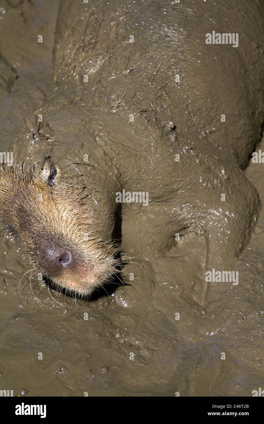 Capybara meat hi-res stock photography and images - Alamy