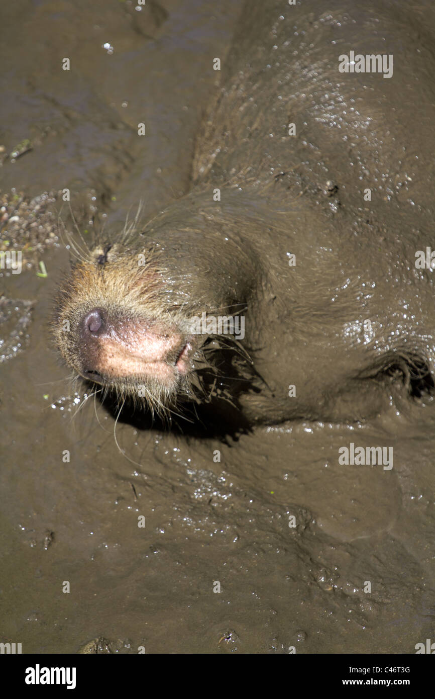 Capybara meat hi-res stock photography and images - Alamy