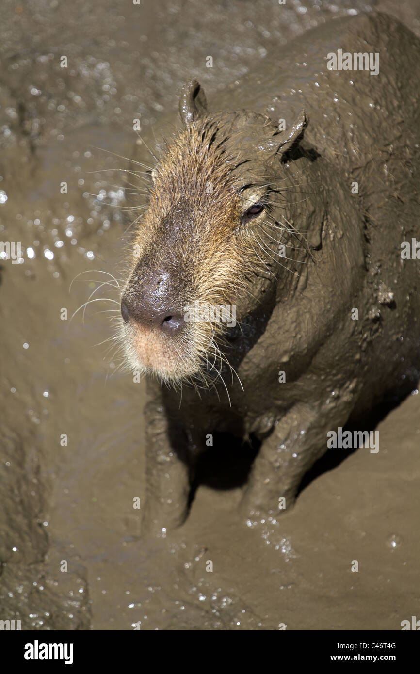 Capybara meat hi-res stock photography and images - Alamy