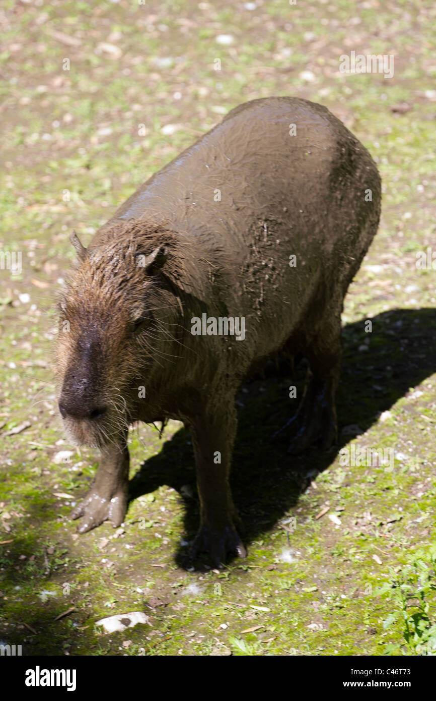 Capybara meat hi-res stock photography and images - Alamy