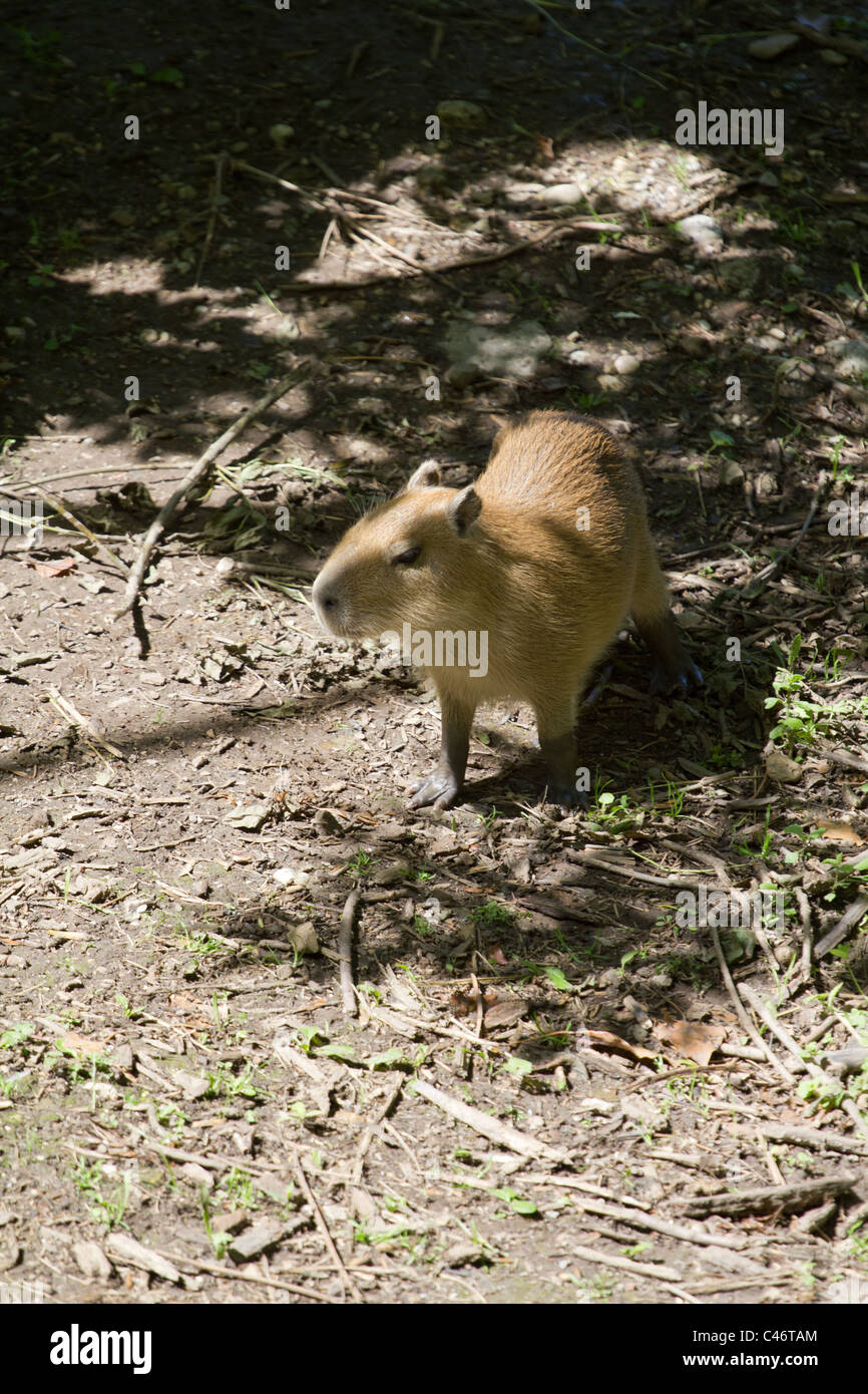 Capybara meat hi-res stock photography and images - Alamy