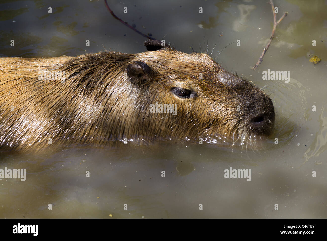 Capybara meat hi-res stock photography and images - Alamy