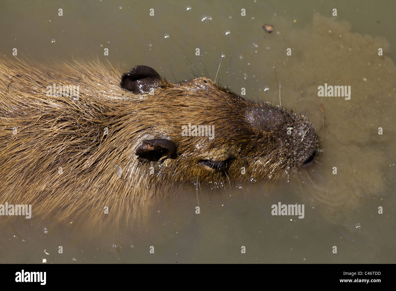 Capybara meat hi-res stock photography and images - Alamy
