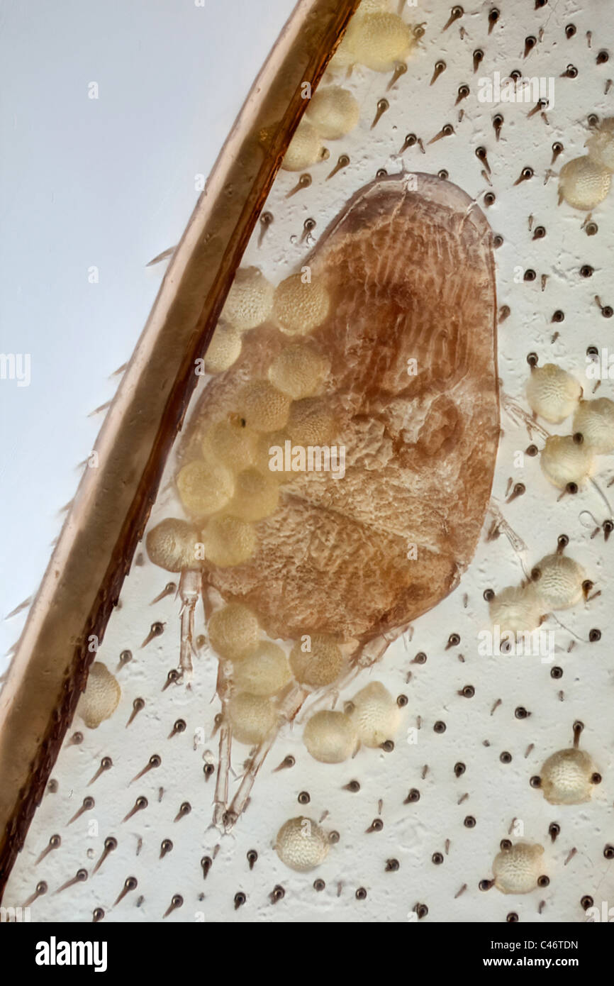 A detail of a Parasitic mite on a bee wing, it also show the texture of ...
