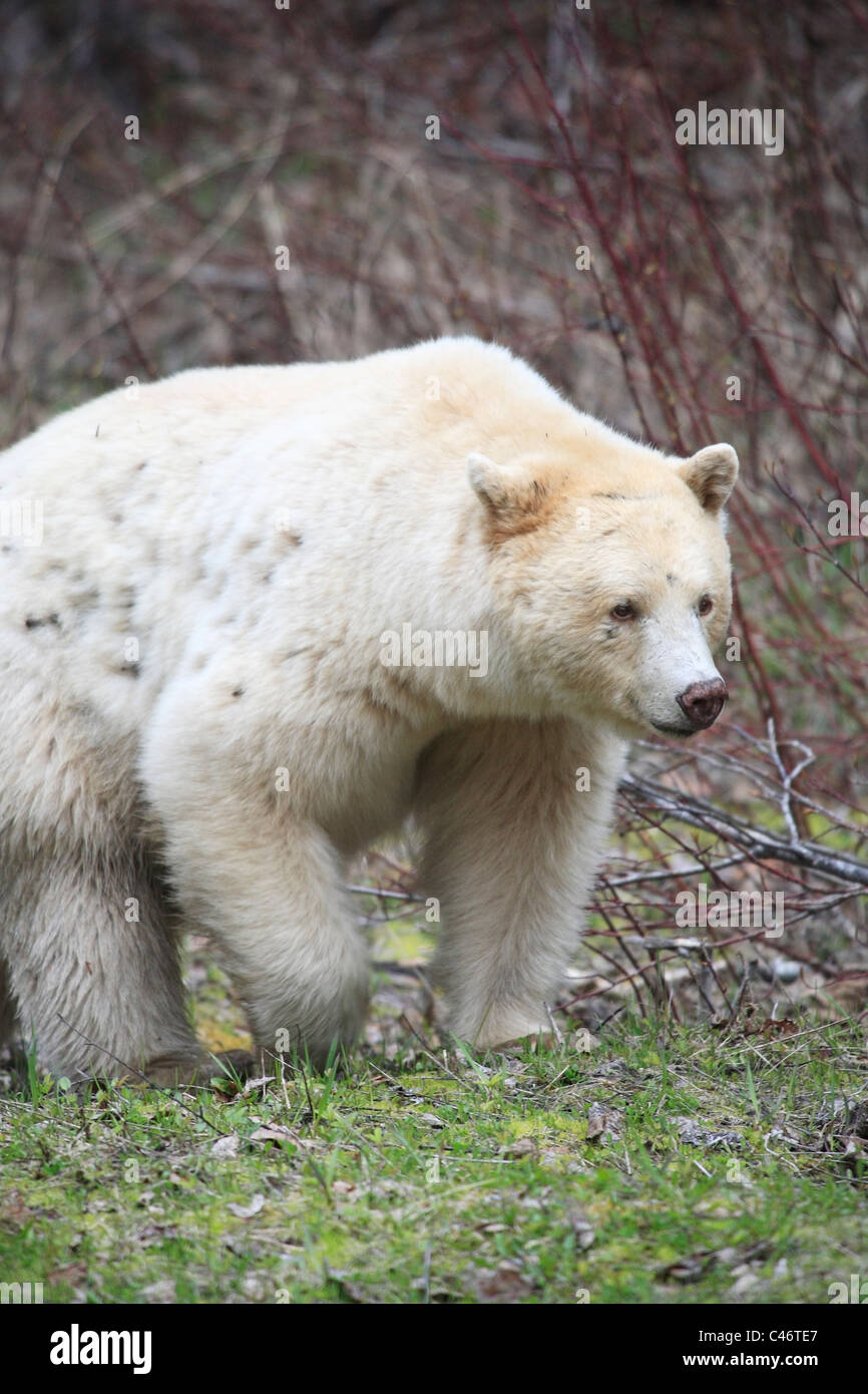 Kermode Bear High Resolution Stock Photography and Images - Alamy