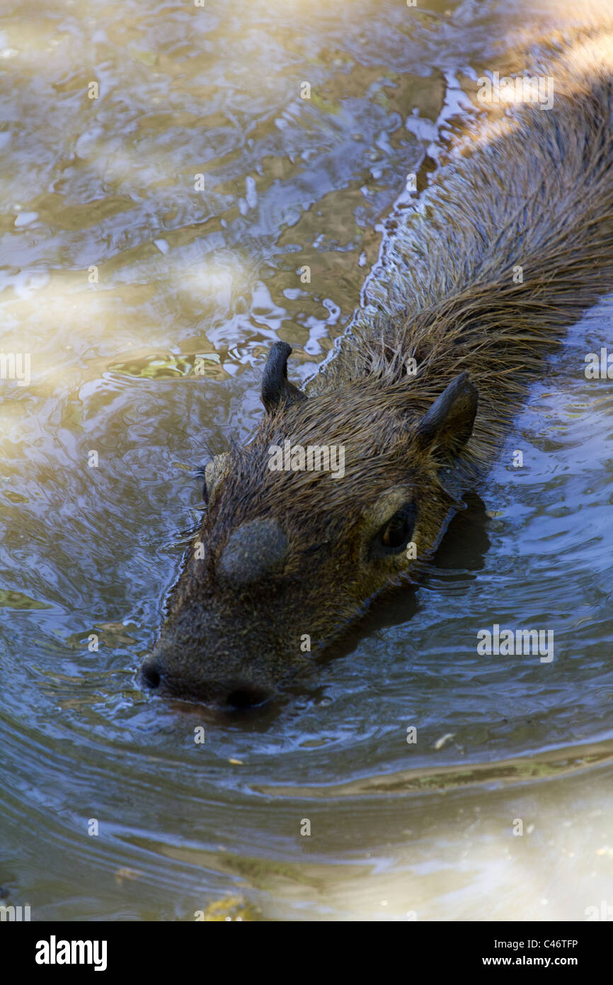 Capybara meat hi-res stock photography and images - Alamy