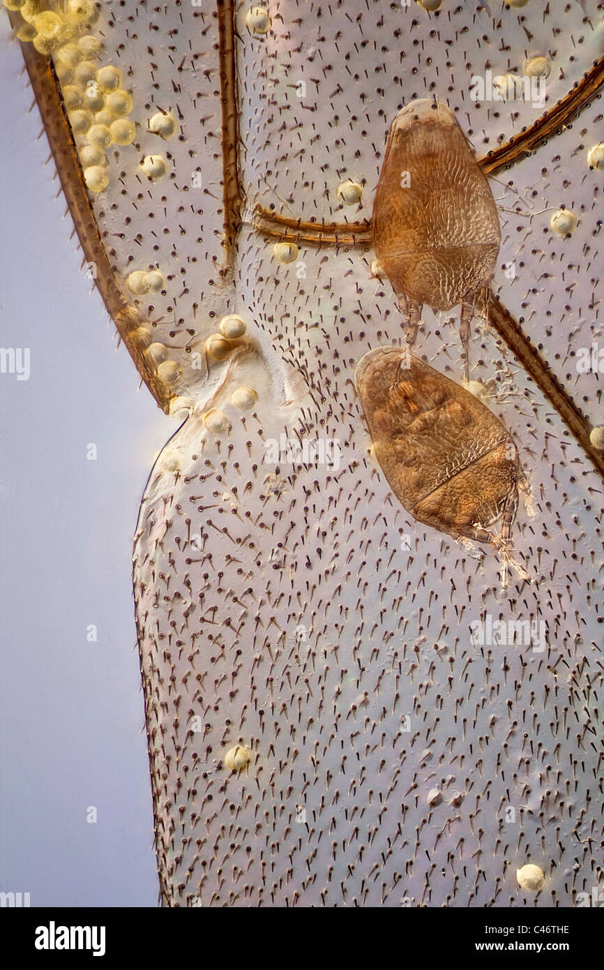 A bee wing covered on pollen showing two parasitic mites; 50:1 ...