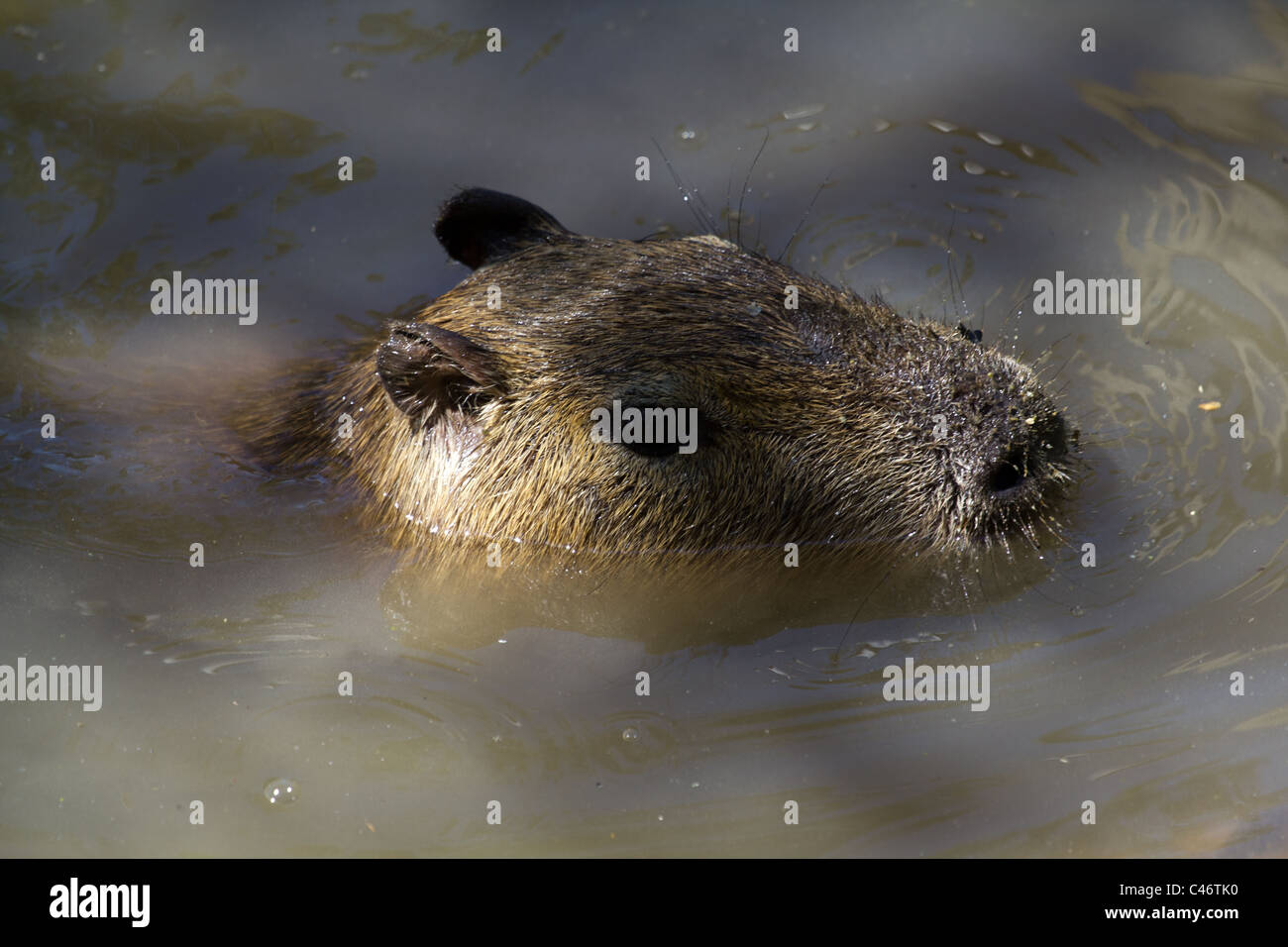 Capybara meat hi-res stock photography and images - Alamy