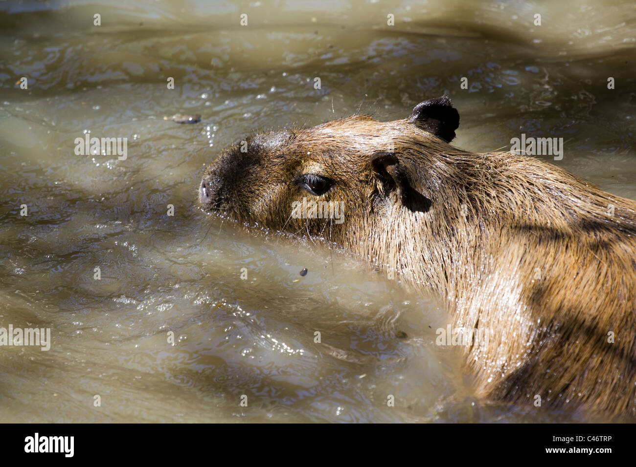 Capybara meat hi-res stock photography and images - Alamy