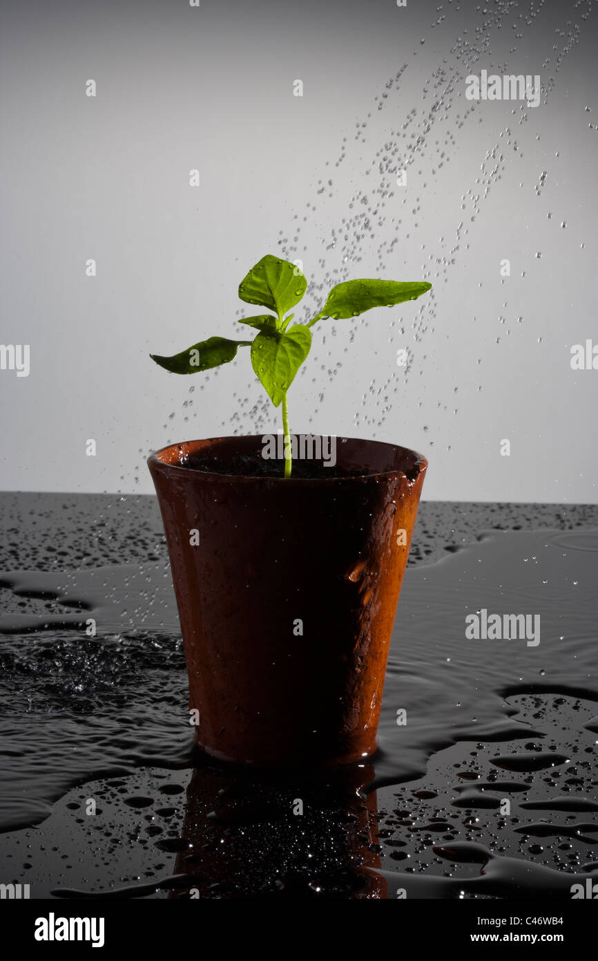 Watered rose hi-res stock photography and images - Alamy