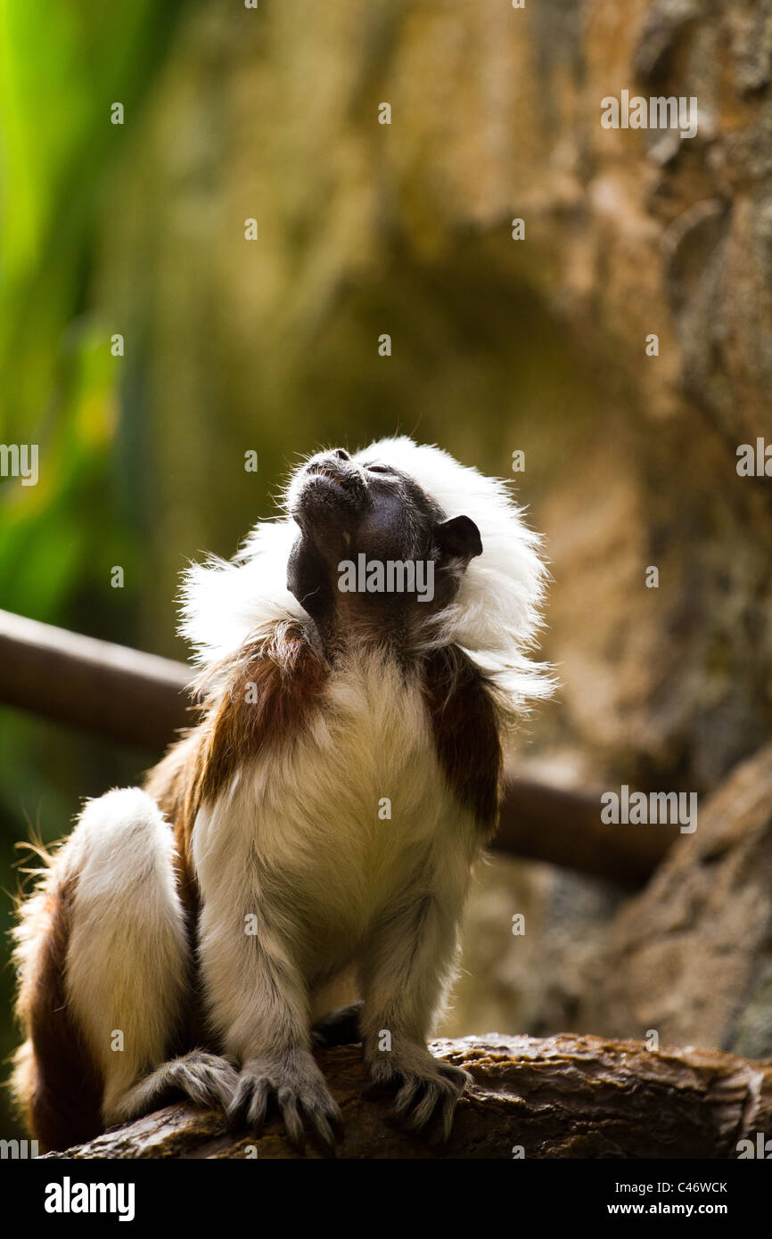 Tamarin monkey hi-res stock photography and images - Alamy