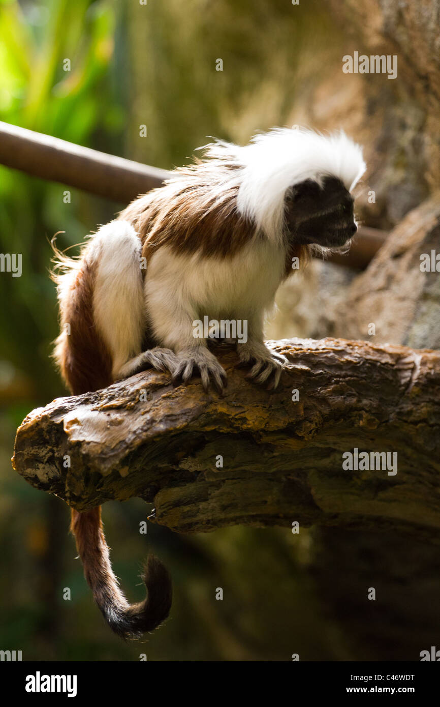 Tamarin monkey hi-res stock photography and images - Alamy