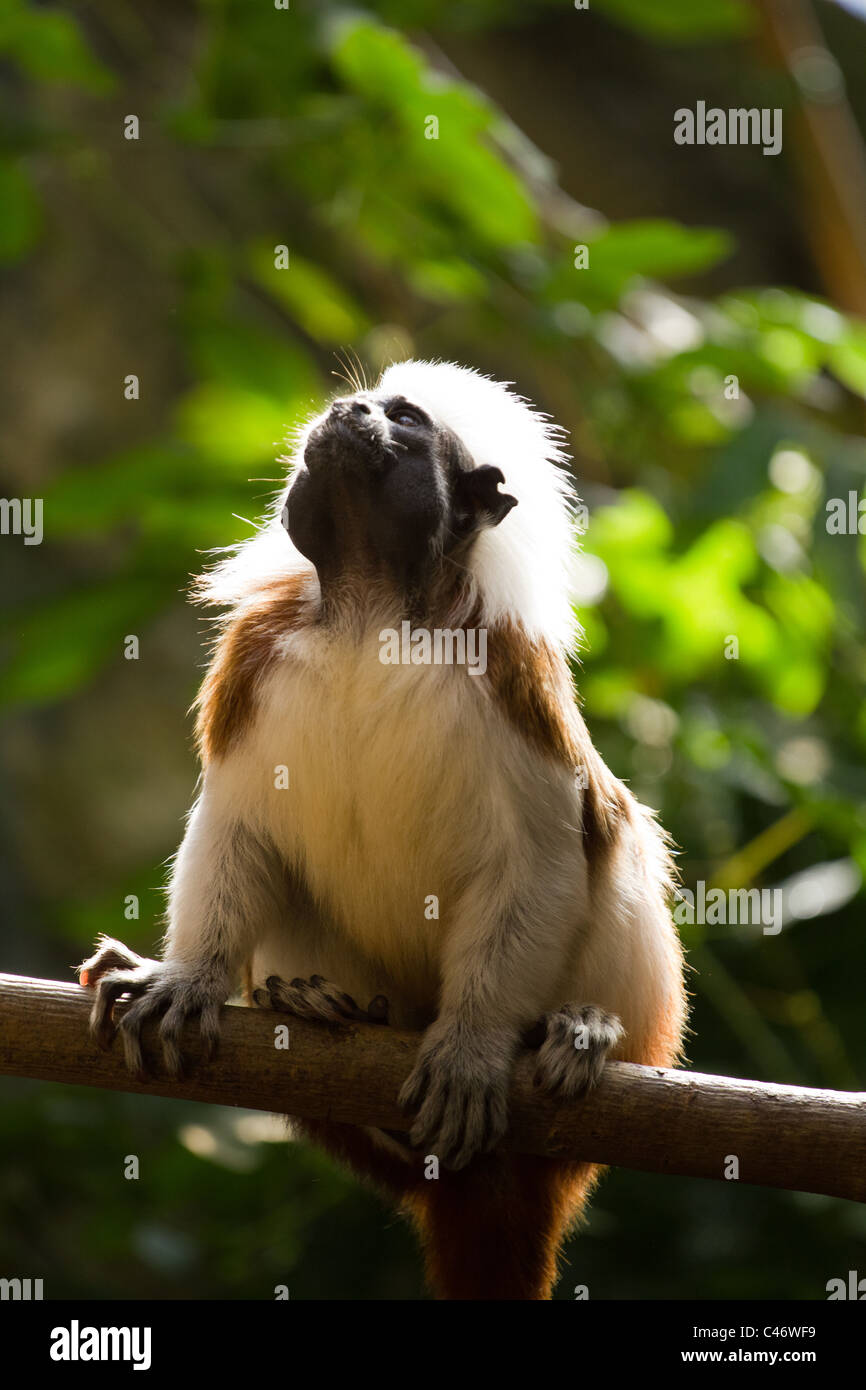 Tamarin monkey hi-res stock photography and images - Alamy