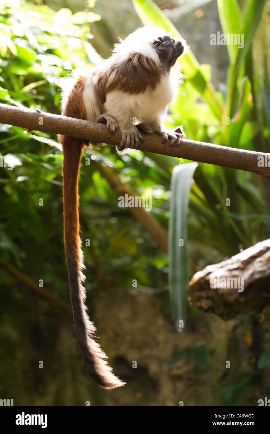 Tamarin monkey hi-res stock photography and images - Alamy