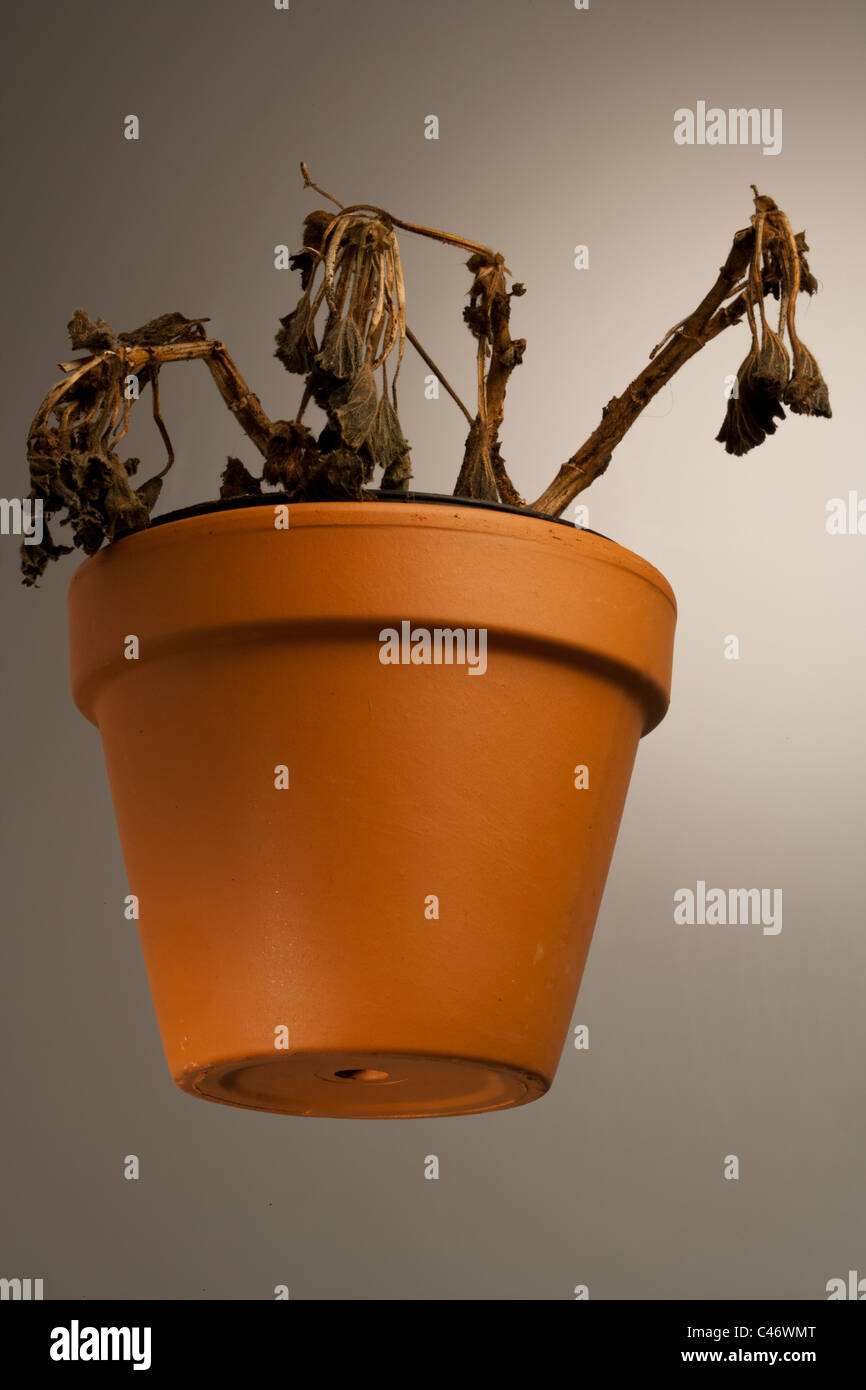 Flower of the dead hi-res stock photography and images - Alamy