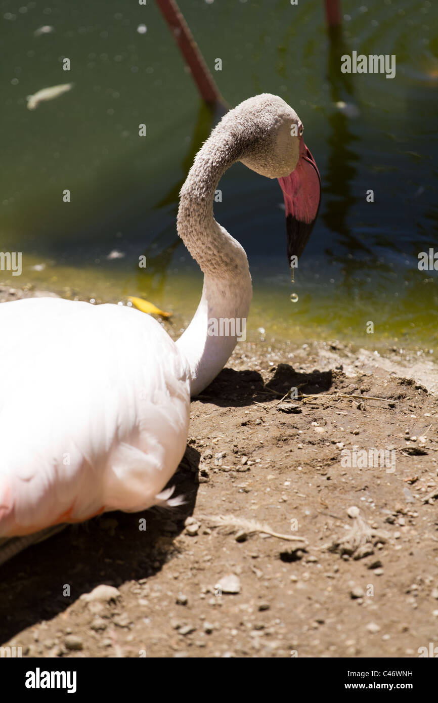 Flamingos in the summer sun Stock Photo - Alamy