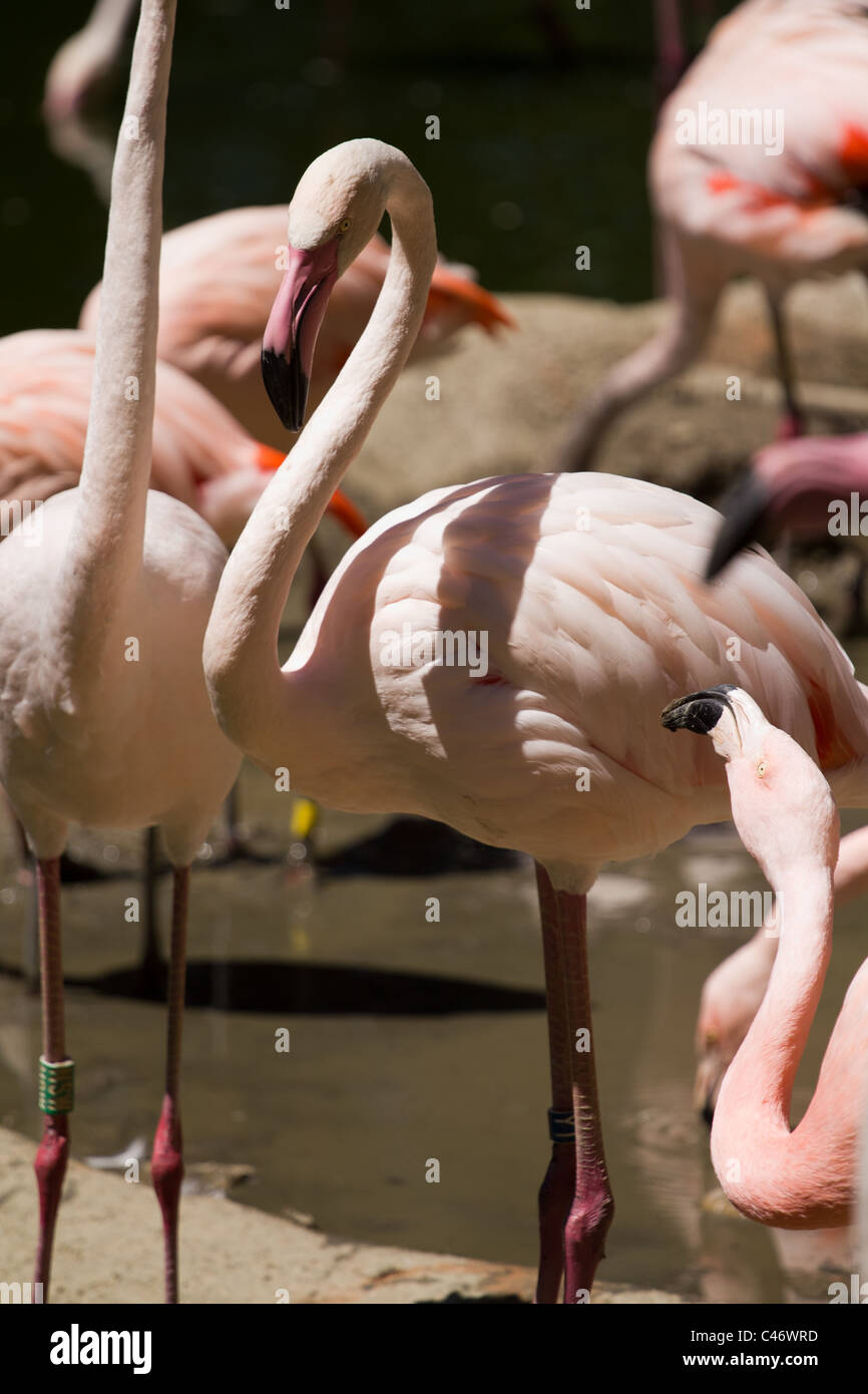 Flamingos in the summer sun Stock Photo - Alamy