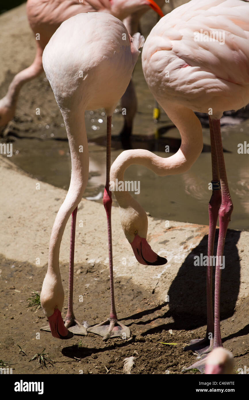 Flamingos in the summer sun Stock Photo - Alamy