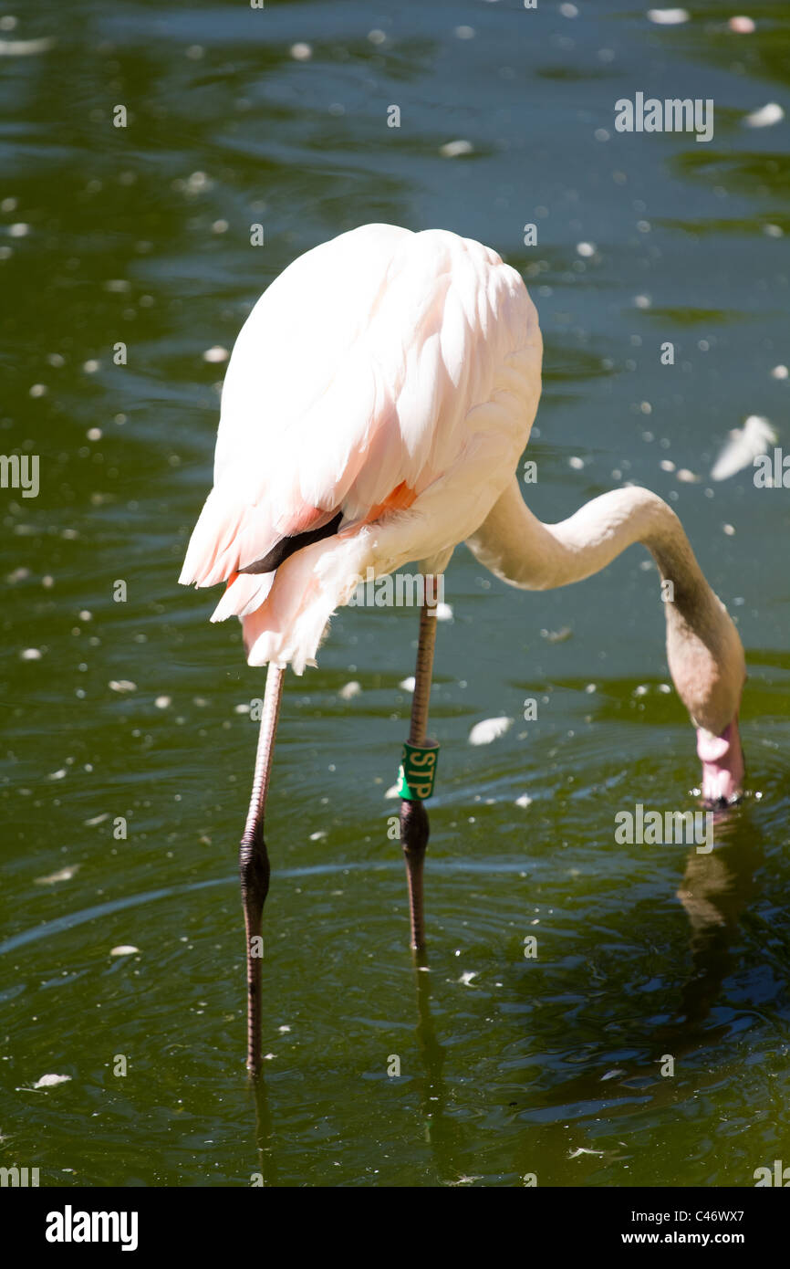 Flamingos in the summer sun Stock Photo - Alamy