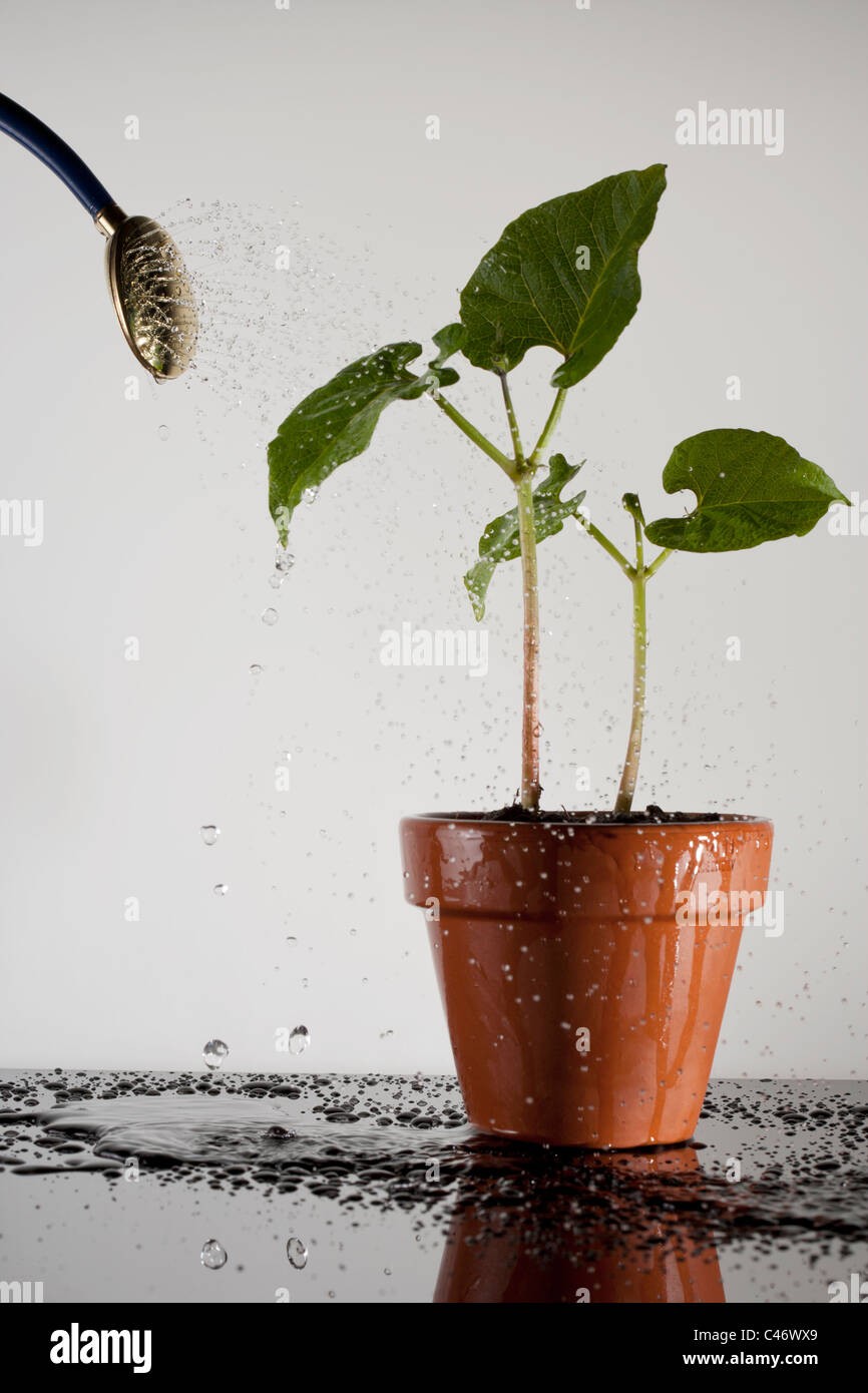 Plant Being Watered High Resolution Stock Photography and Images - Alamy