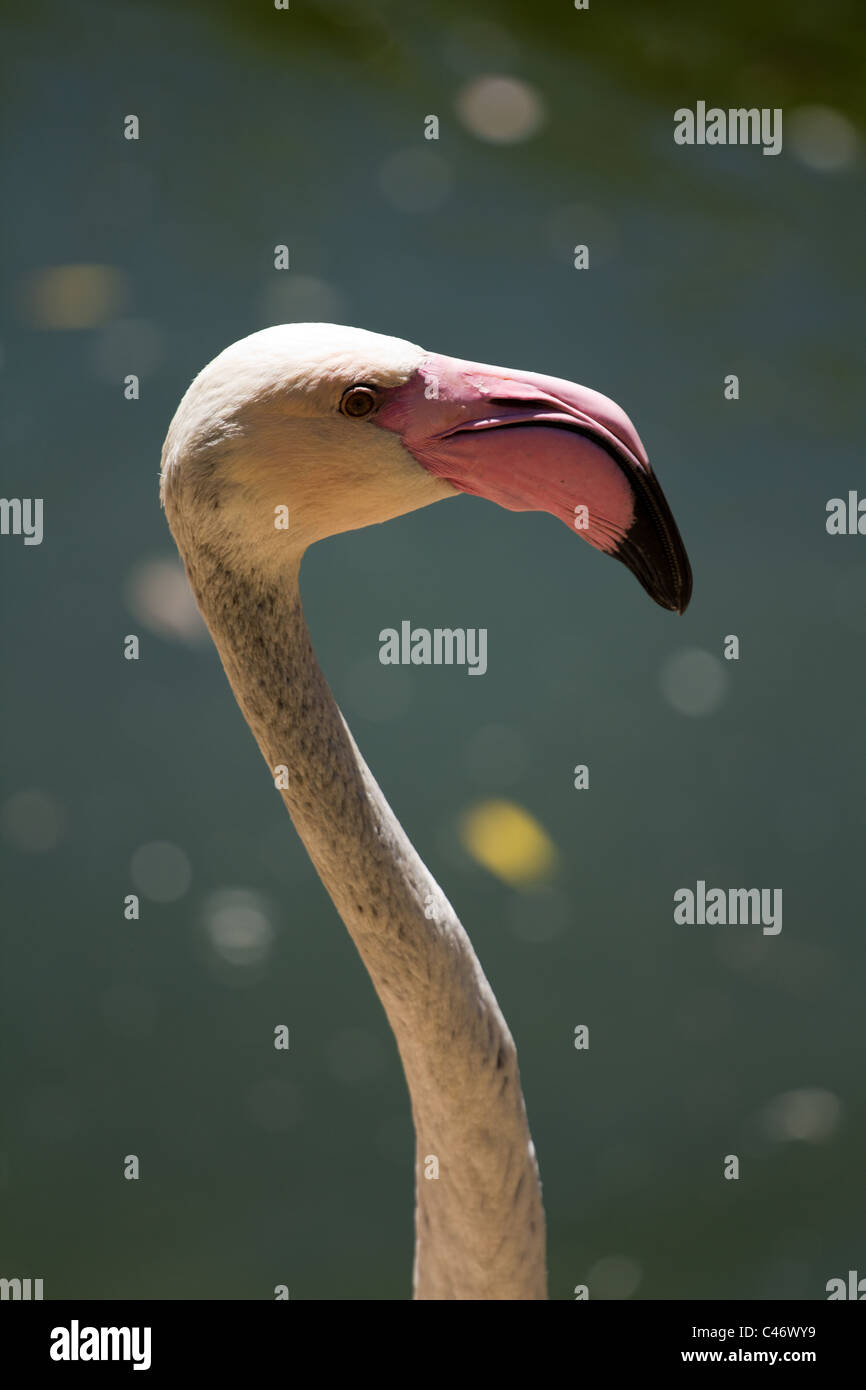 Flamingos in the summer sun Stock Photo - Alamy