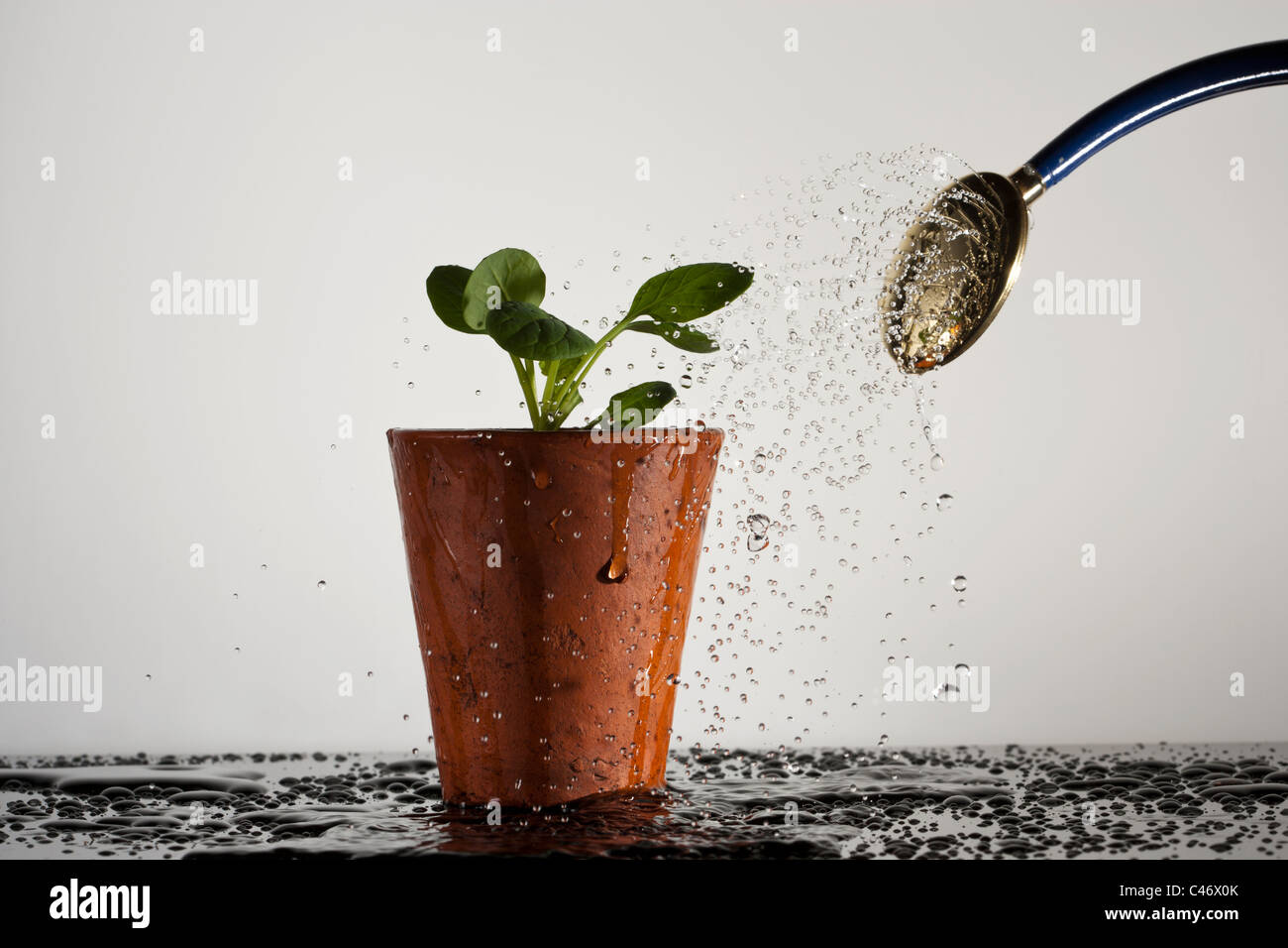 Watered rose hi-res stock photography and images - Alamy