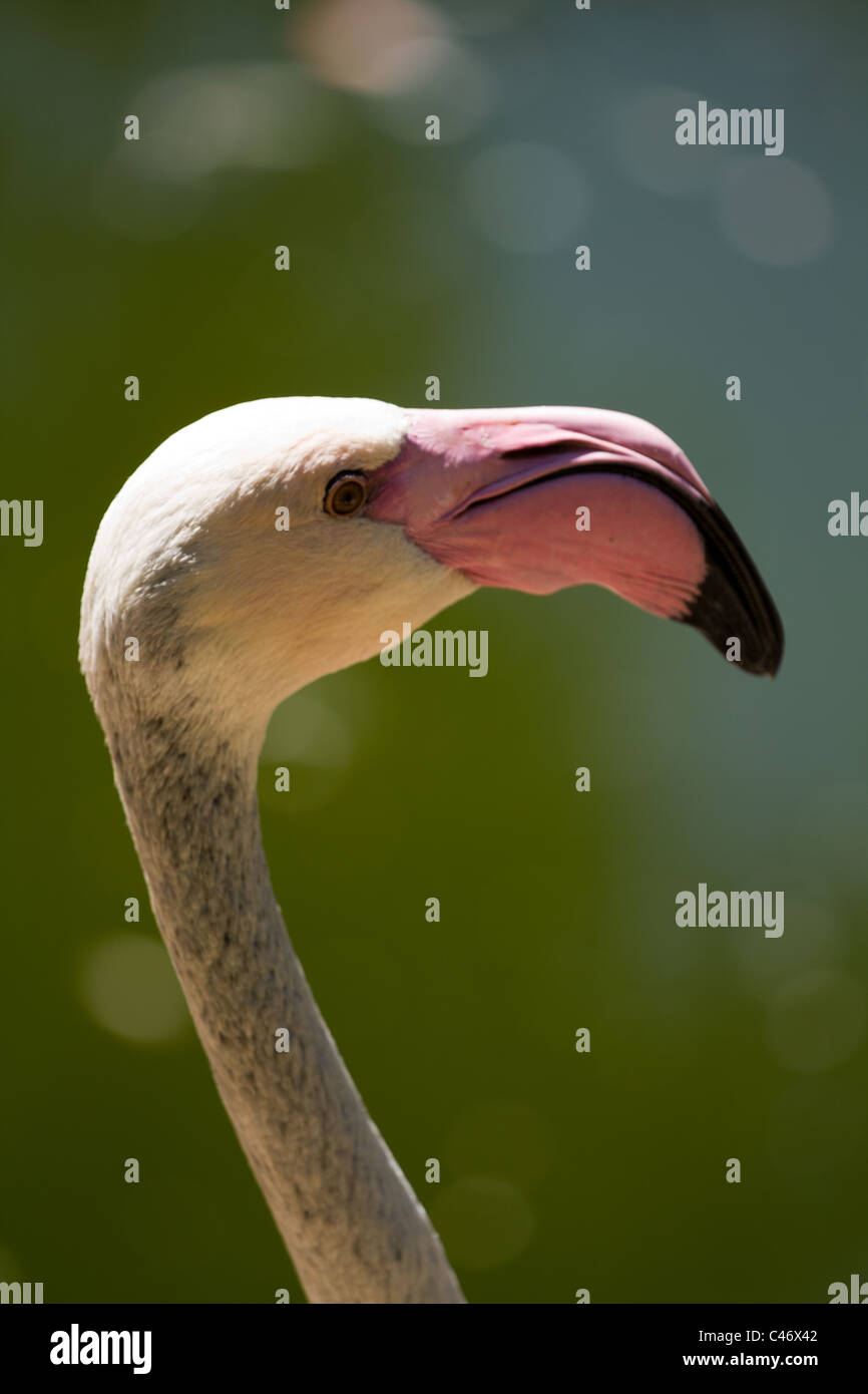Flamingos in the summer sun Stock Photo - Alamy
