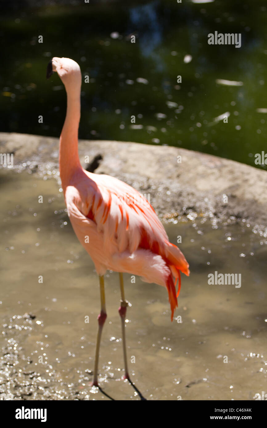 Flamingos in the summer sun Stock Photo - Alamy