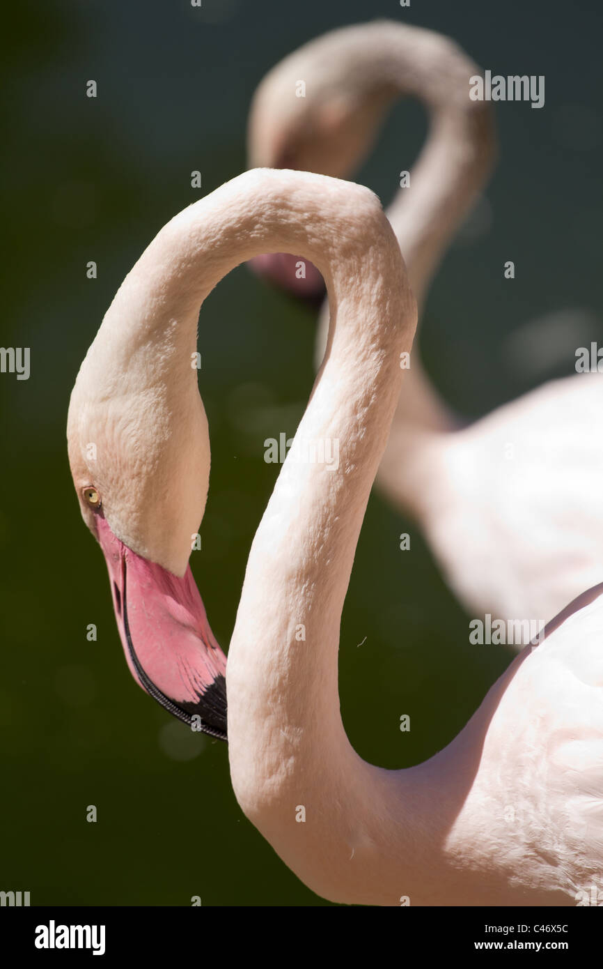 Flamingos in the summer sun Stock Photo - Alamy