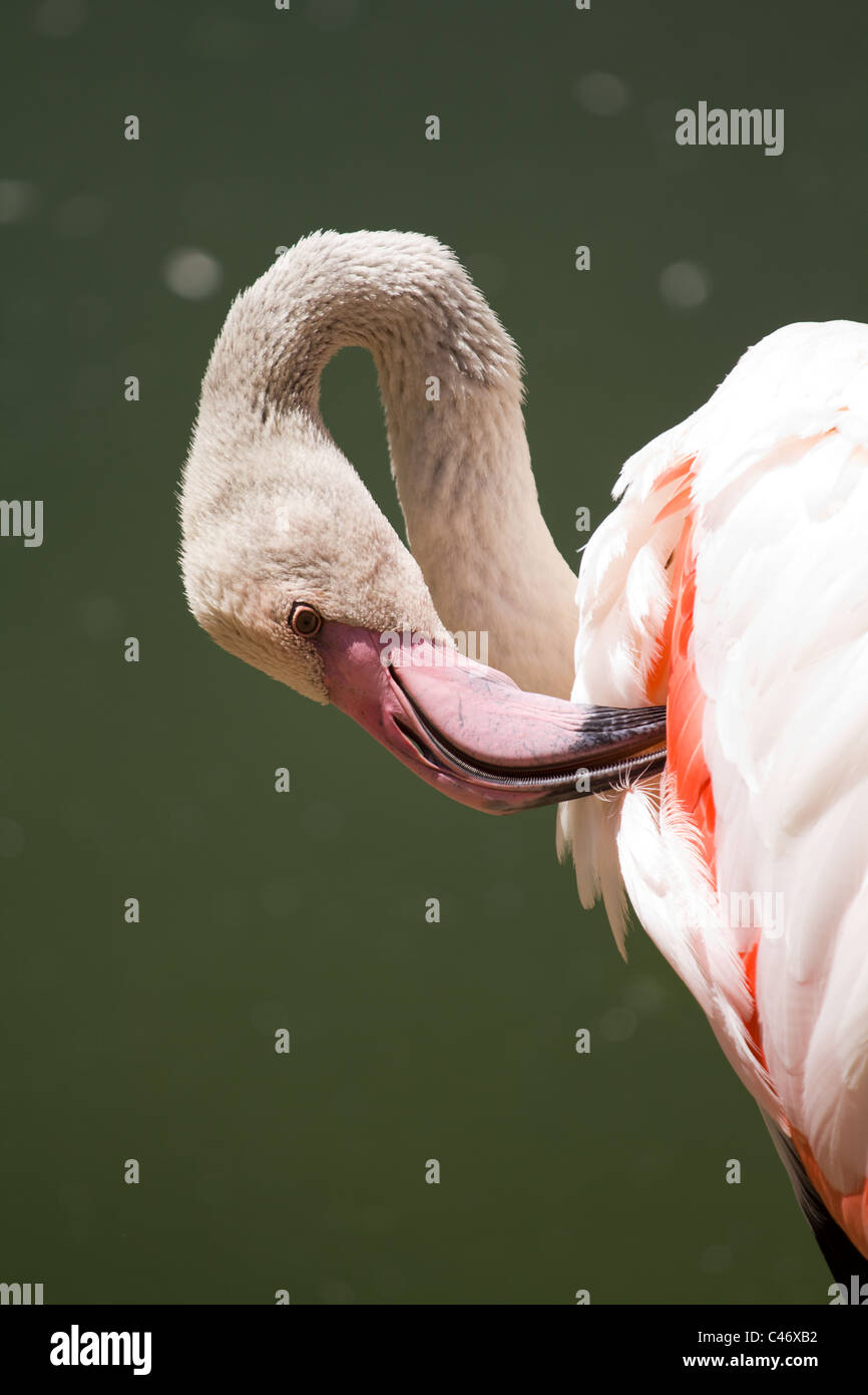 Flamingos in the summer sun Stock Photo - Alamy