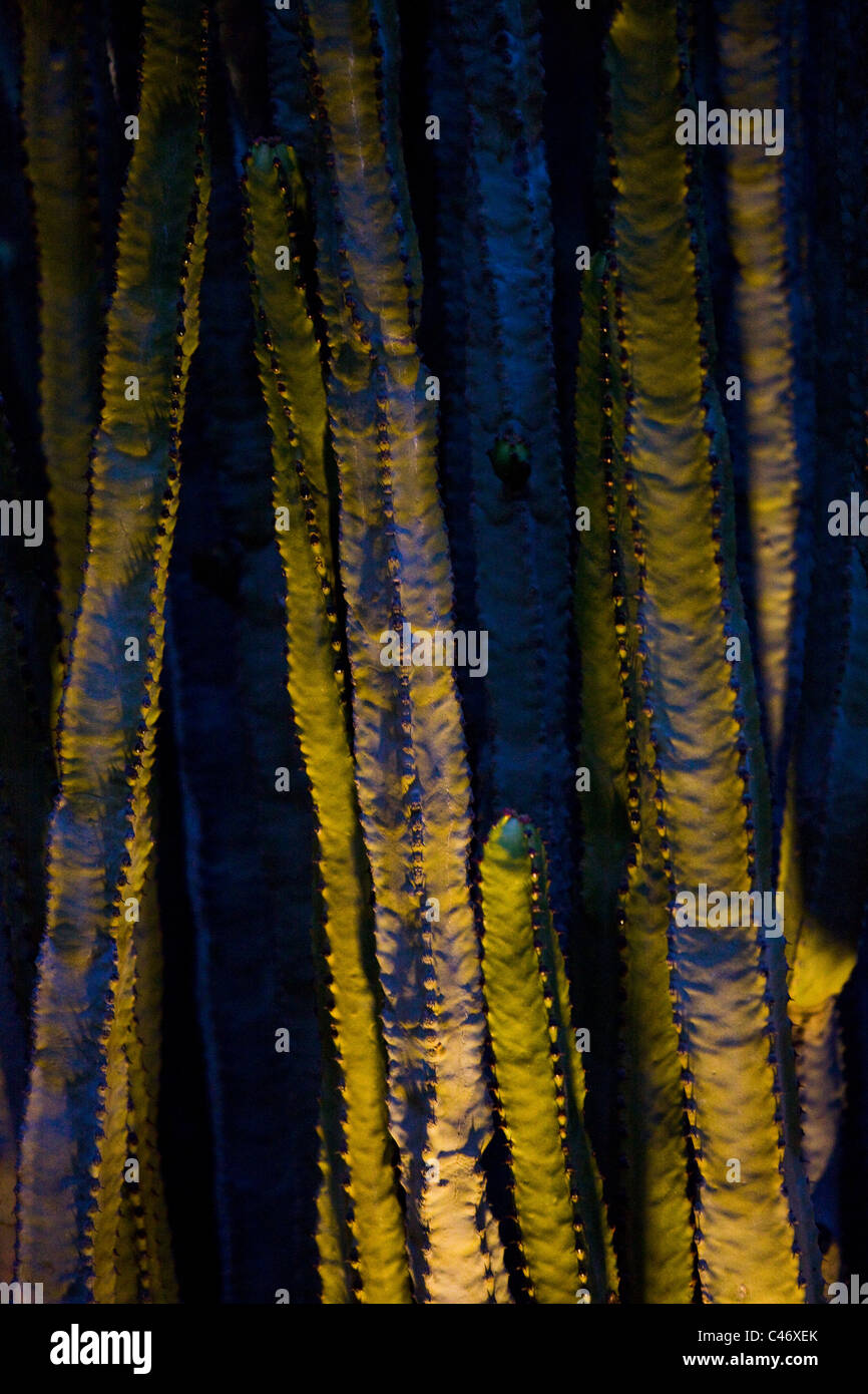 Cactus desert middle east hi-res stock photography and images - Alamy